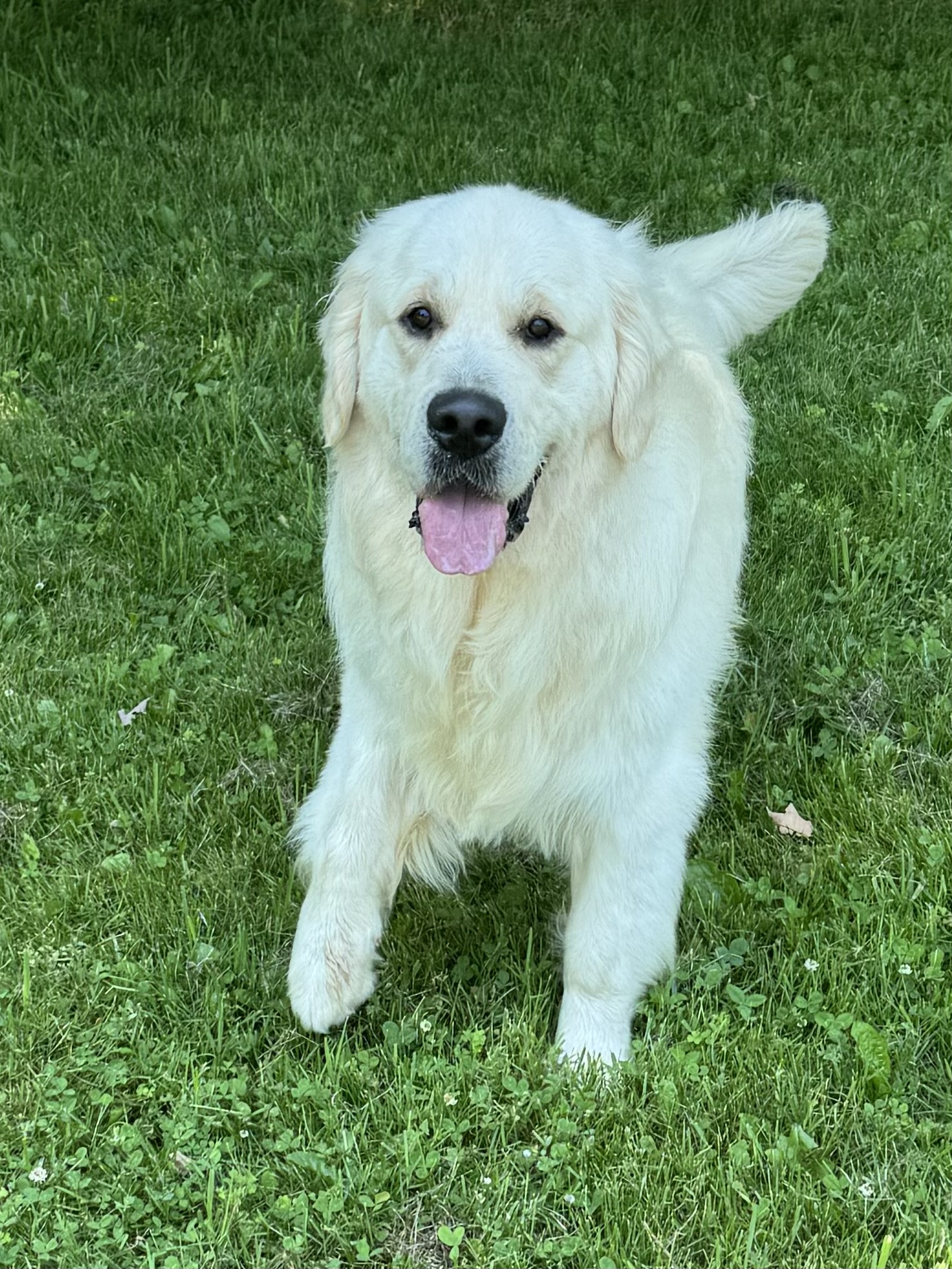 Hank – The Golden Gals