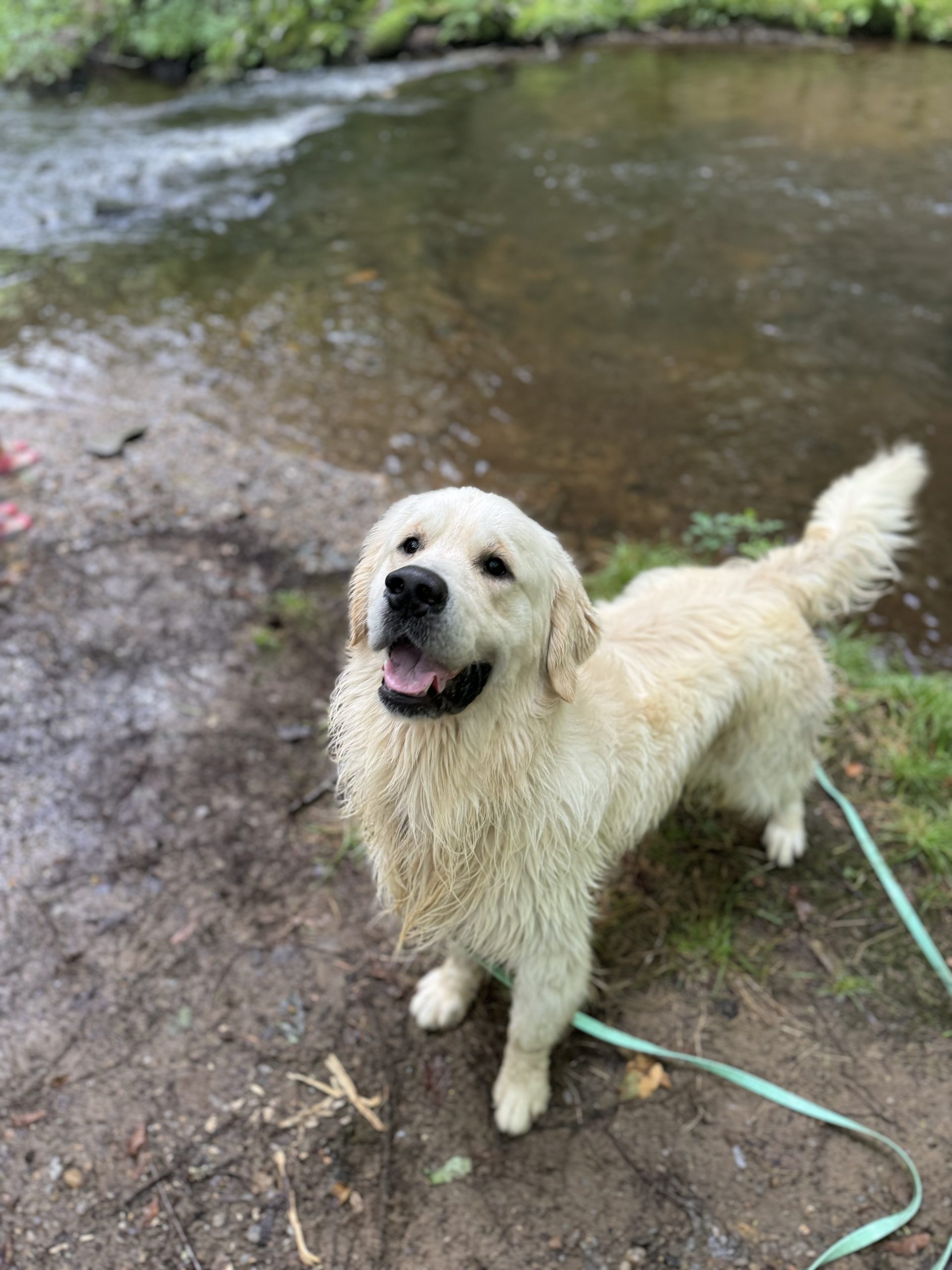 Hank – The Golden Gals